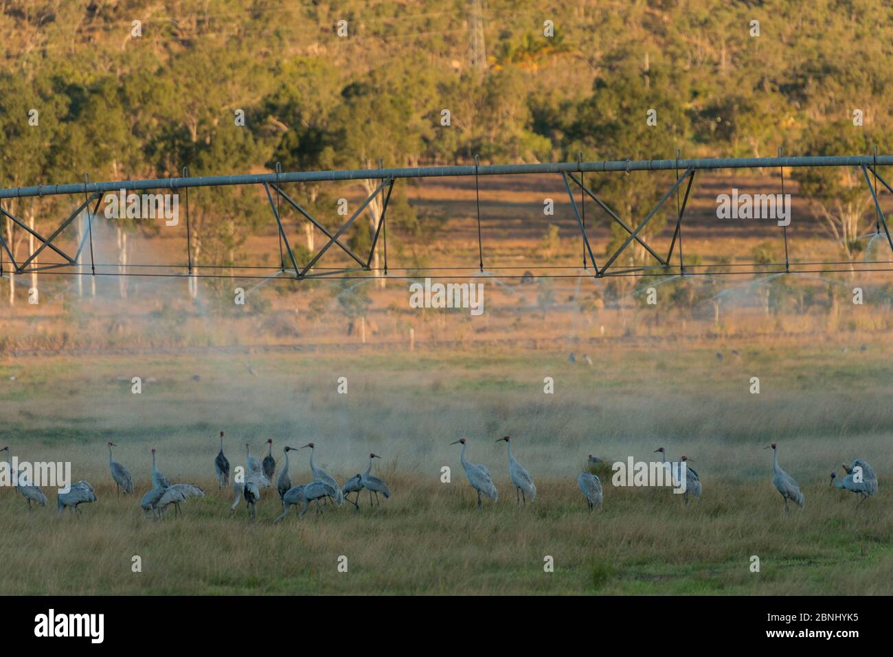 Brolga cranes (Grus rubicunda) in field as it is irrigated, Mareeba ...