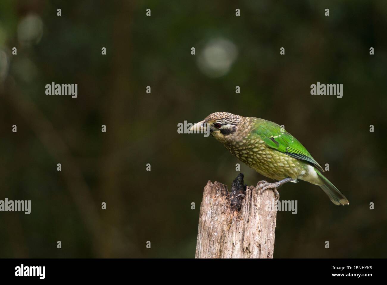 Spotted catbird (Ailuroedus melanotis) Atherton Tablelands, Queensland ...