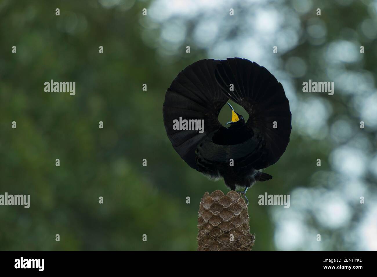 Victorian riflebird hi-res stock photography and images - Alamy