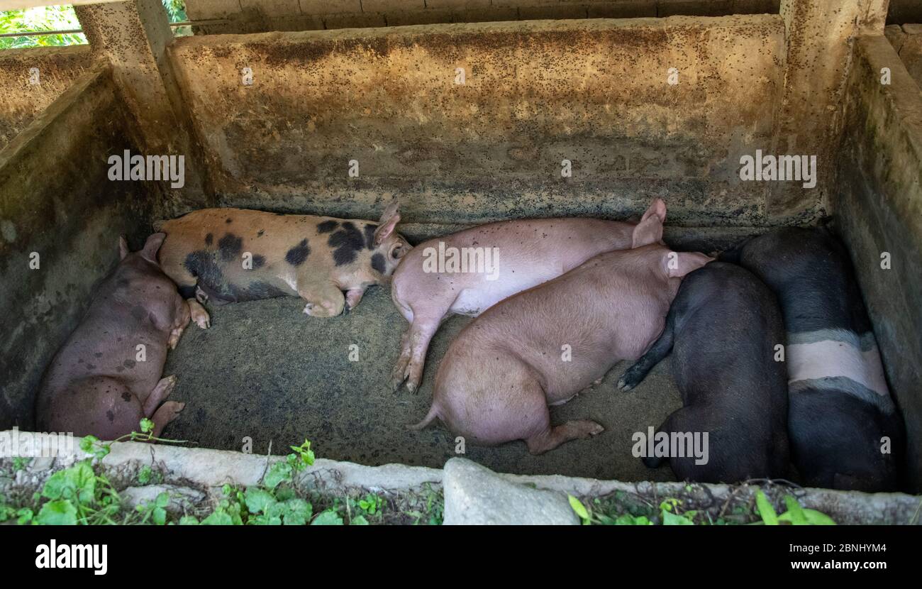 Six pigs in concrete stye in appaling conditions under house Indonesia ...
