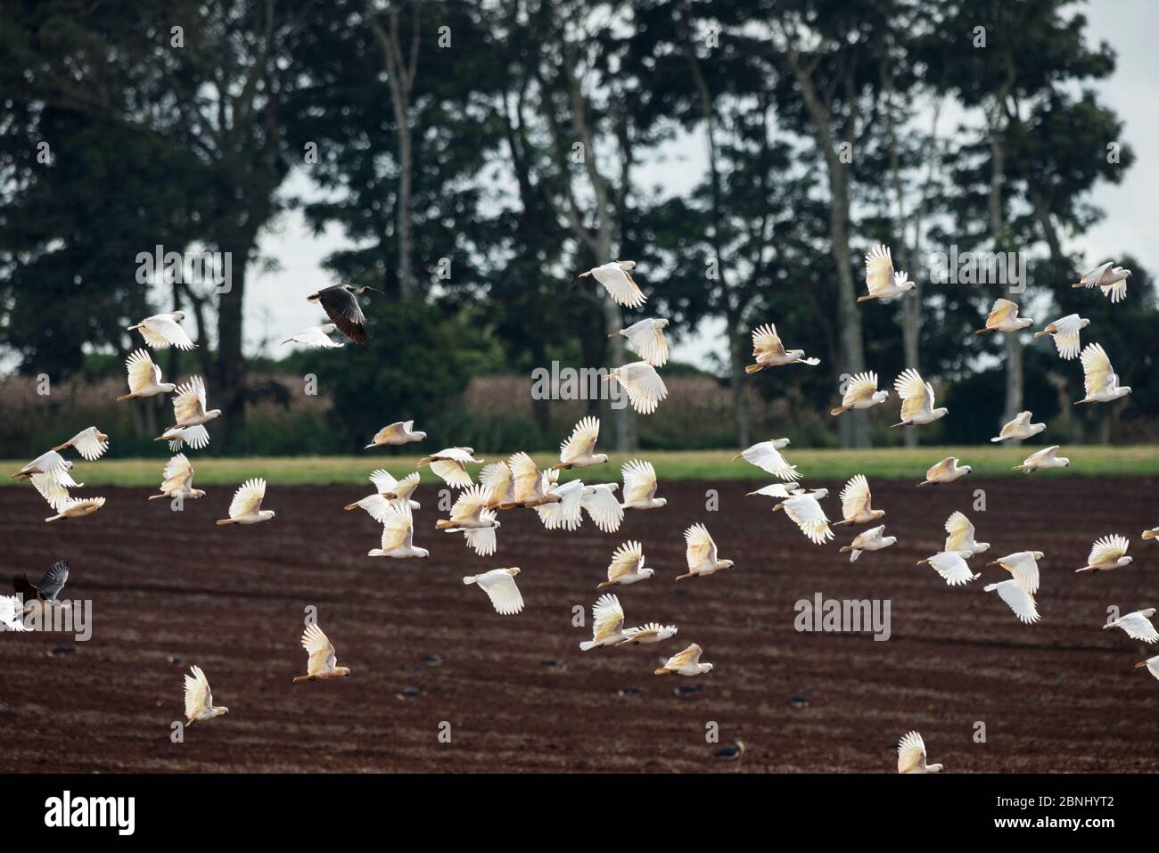 Huge flock of Sulphur-crested cockatoo (Cacatua galerita) eating ...