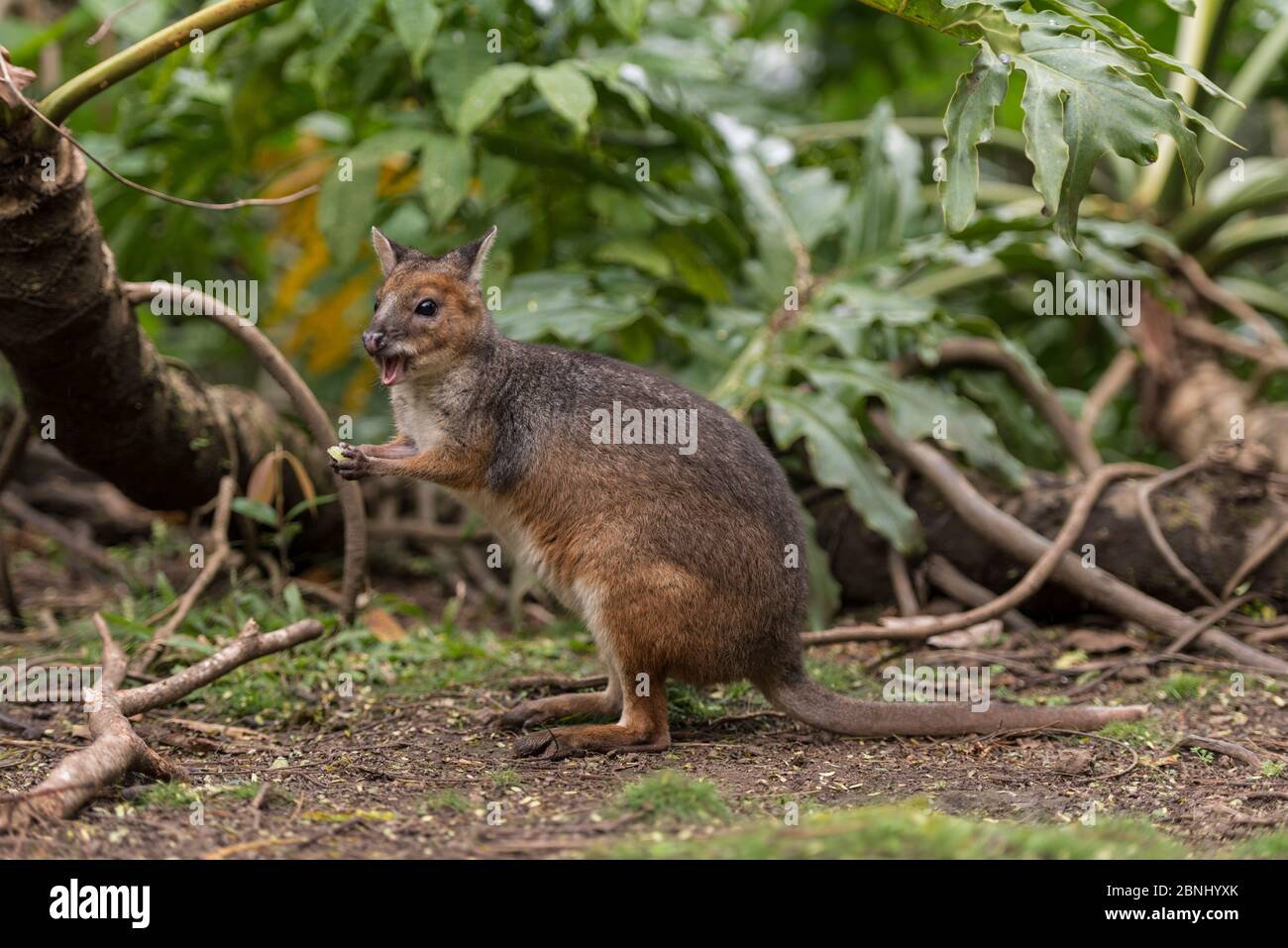 Red-legged pademelon (Thylogale stigmatica) Atherton Tablelands ...