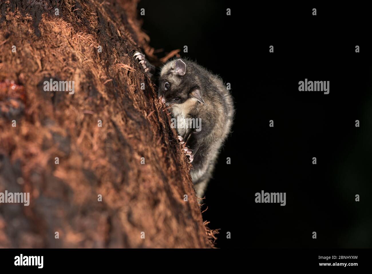 Yellow-bellied glider (Petaurus australis) at night, Atherton ...
