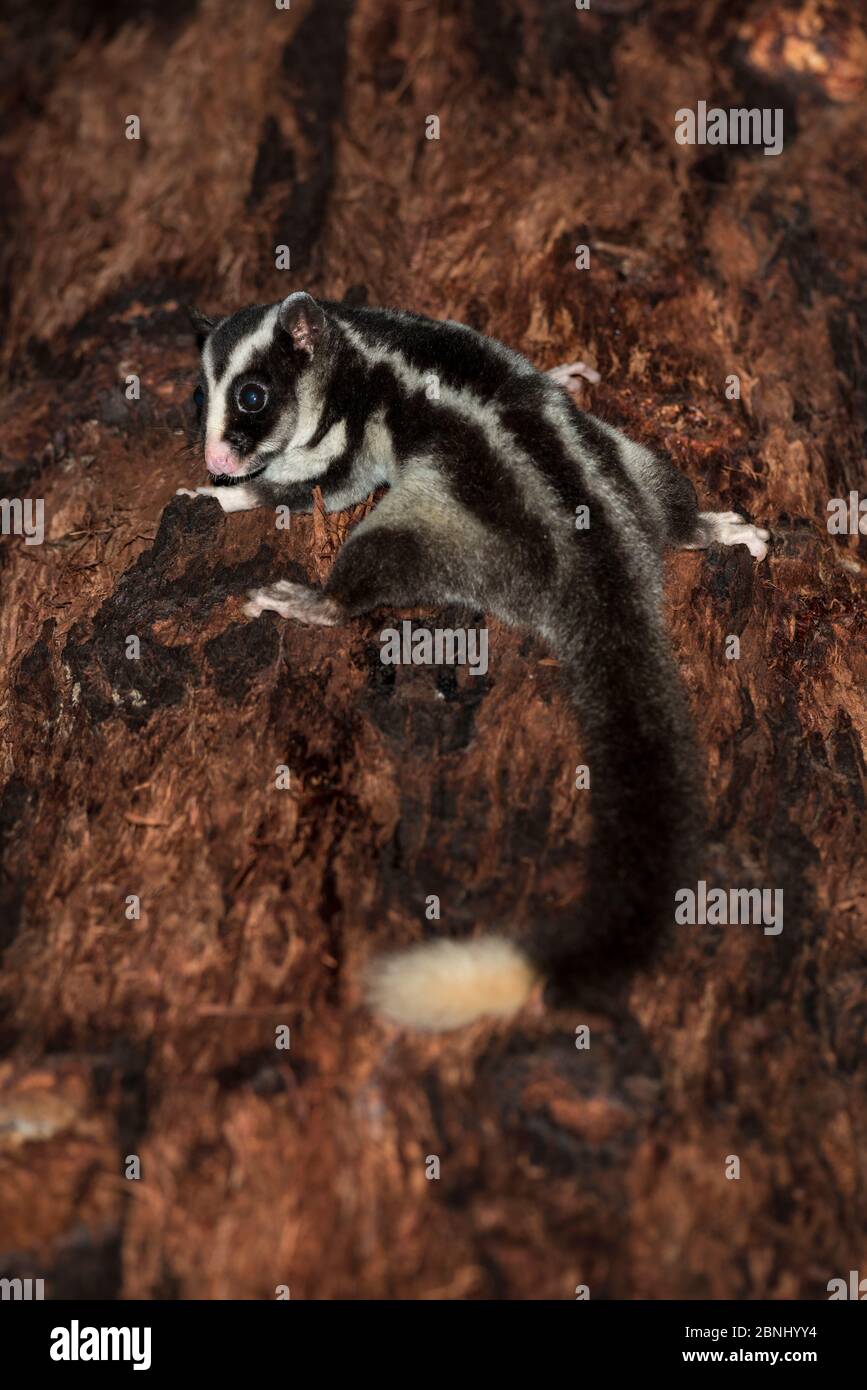 Striped possum (Dactylopsila trivirgata) on tree trunk, Atherton ...