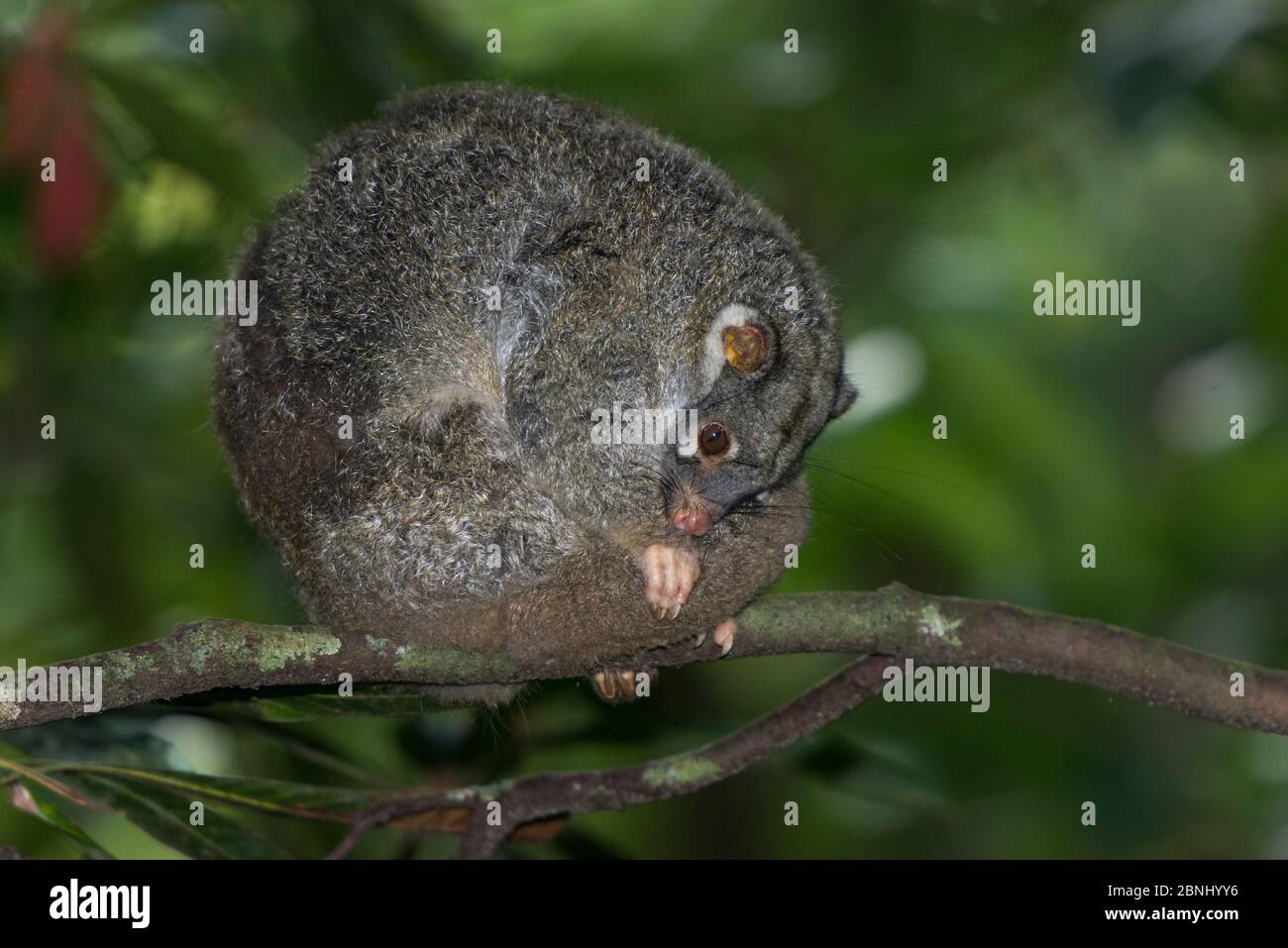 Green ringtail possum (Pseudochirops archeri) curled up in the forest ...