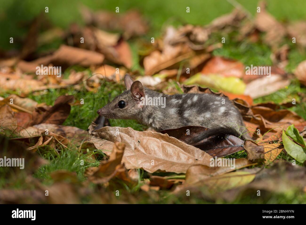 Quoll baby hi-res stock photography and images - Alamy