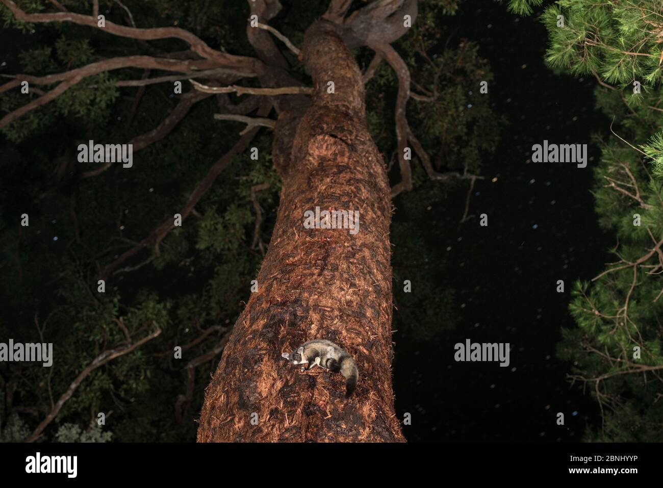 Yellow-bellied glider (Petaurus australis) at night on eucalyptus tree ...