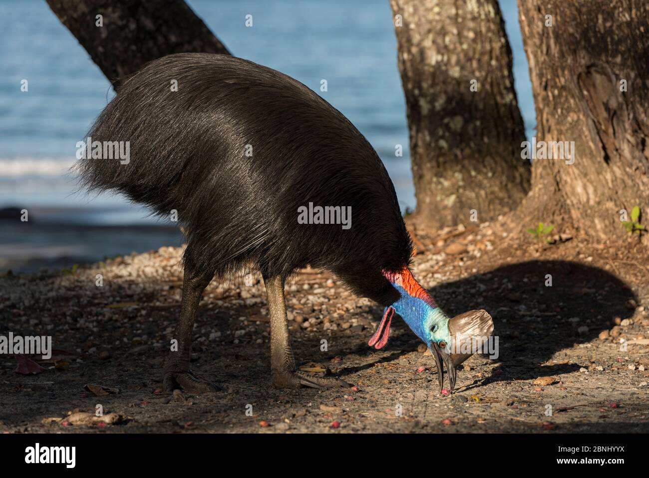 Cassowary (Casuarius casuarius) male foraging on beach. Far North ...