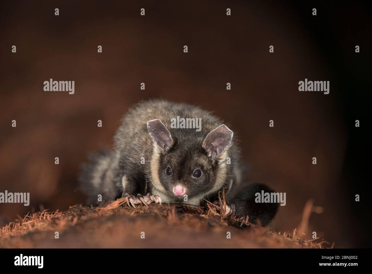 Yellow-bellied glider (Petaurus australis) at night, Atherton ...