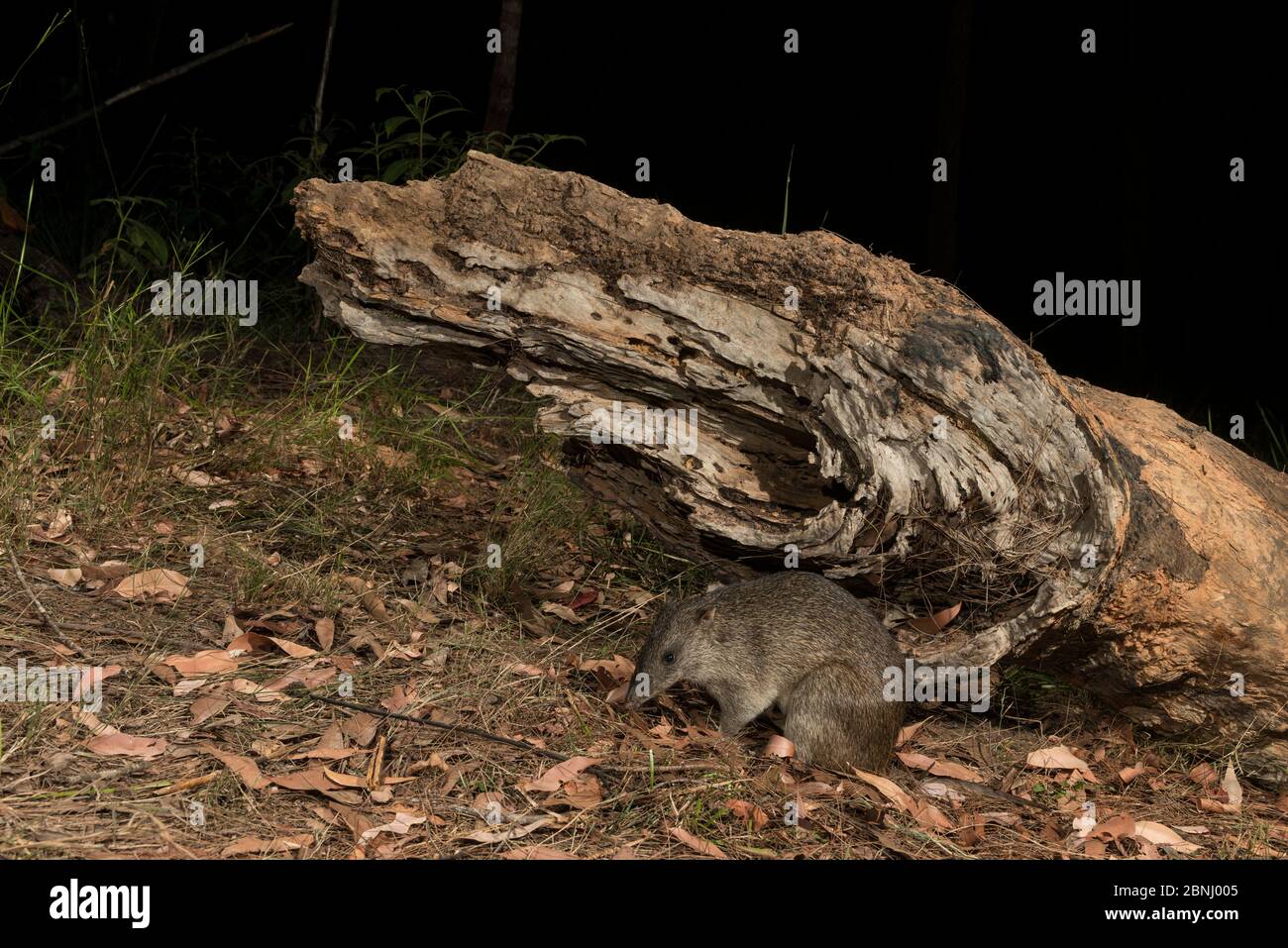 Northern bandicoot (Isoodon macrurus) at night, Queensland, Australia ...