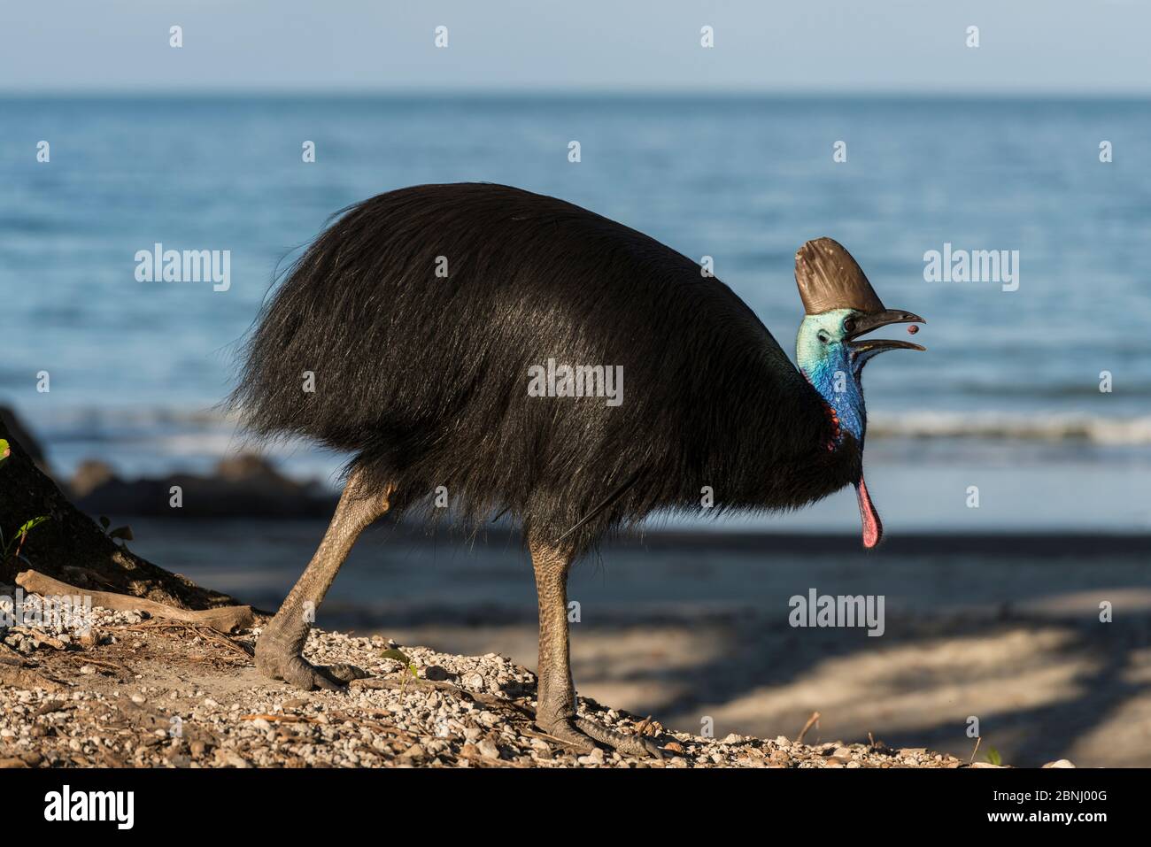 Cassowary (Casuarius casuarius) male walking on the beach. Far North ...