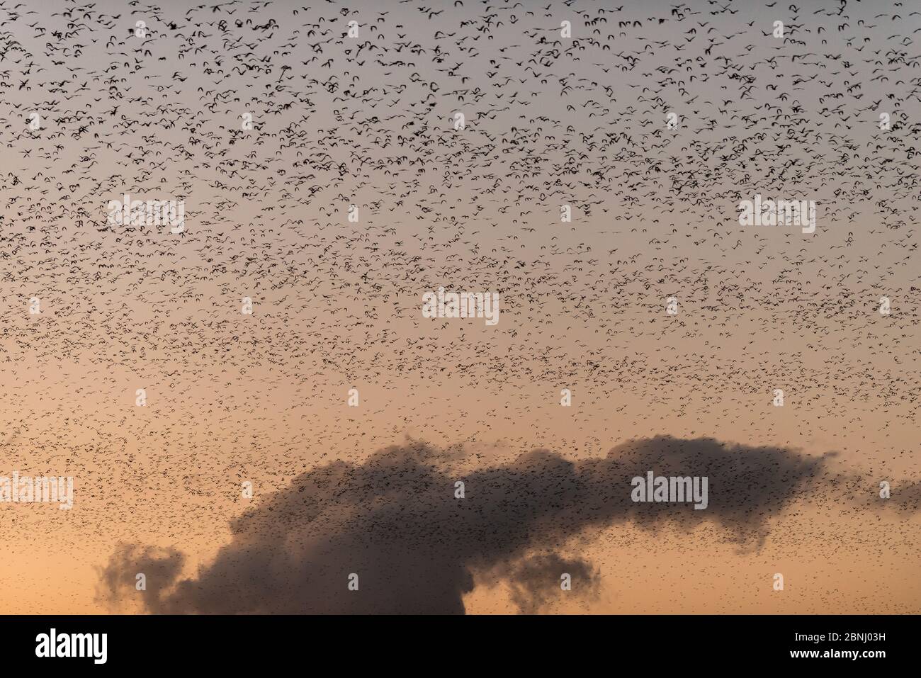 Little red flying fox (Pteropus scapulatus) large group flying out of ...