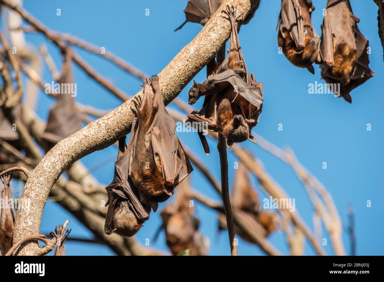 Little red flying fox (Pteropus scapulatus) carrying her baby roosting ...