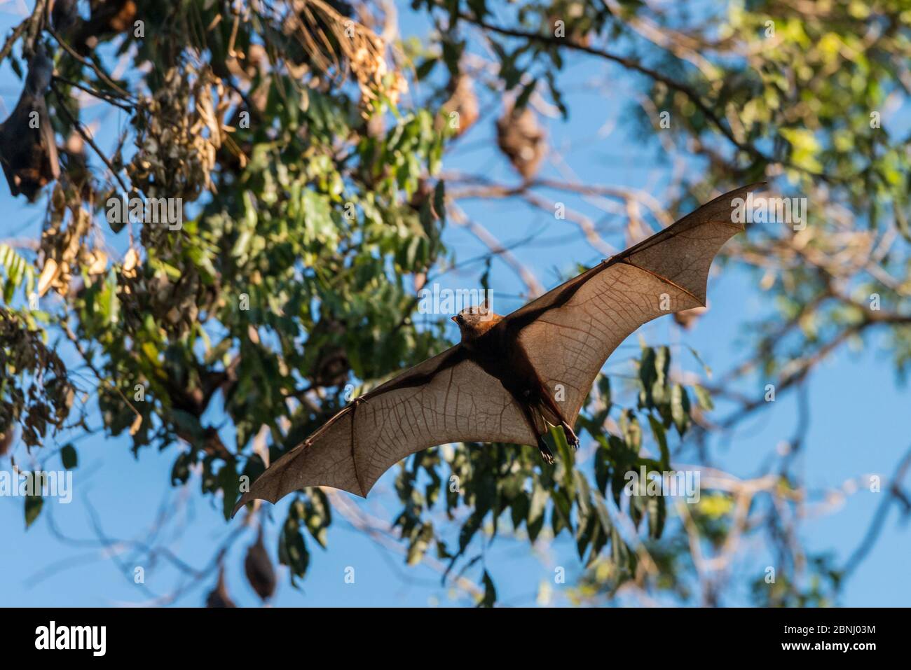 Little Red flying fox (Pteropus scapulatus) flying. Atherton Tablelands ...