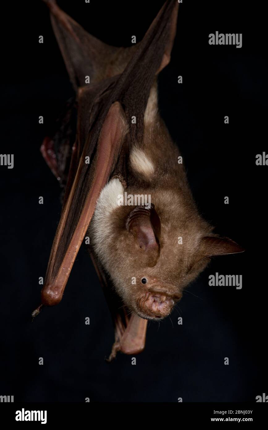 Roundleaf bat hi-res stock photography and images - Alamy