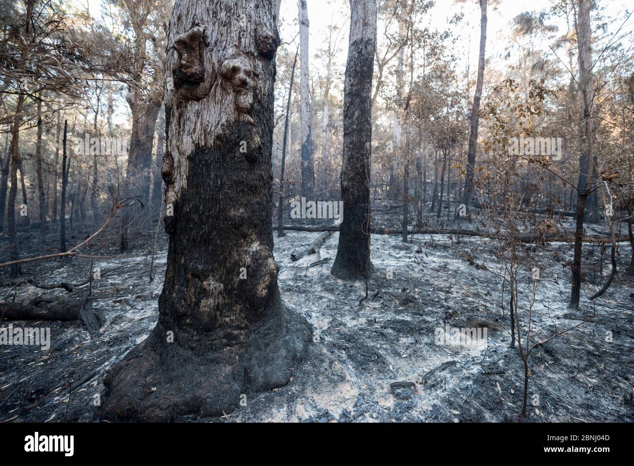 Fire damaged tree trees gum gums burnt hi-res stock photography and ...