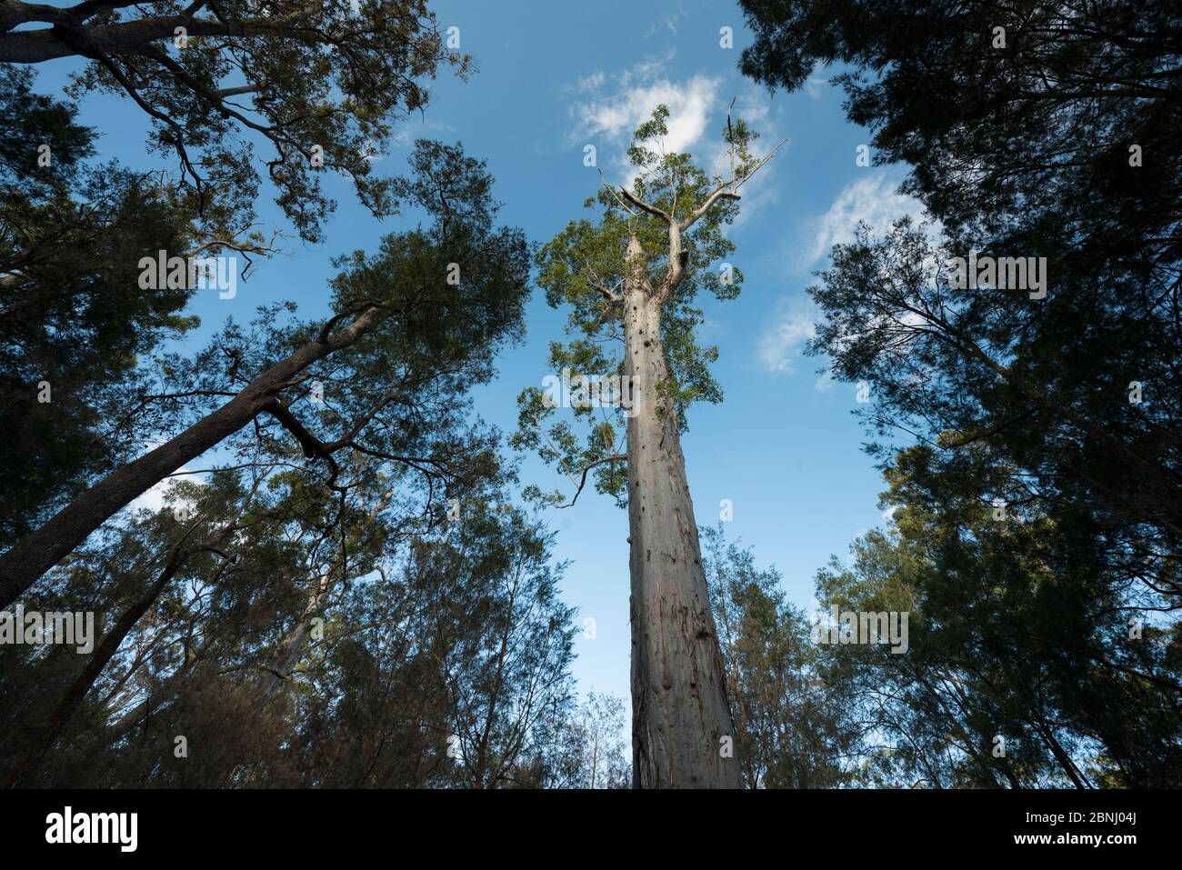 Eucyalyptus tree in Yellow-bellied glider (Petaurus australis) 'wet ...