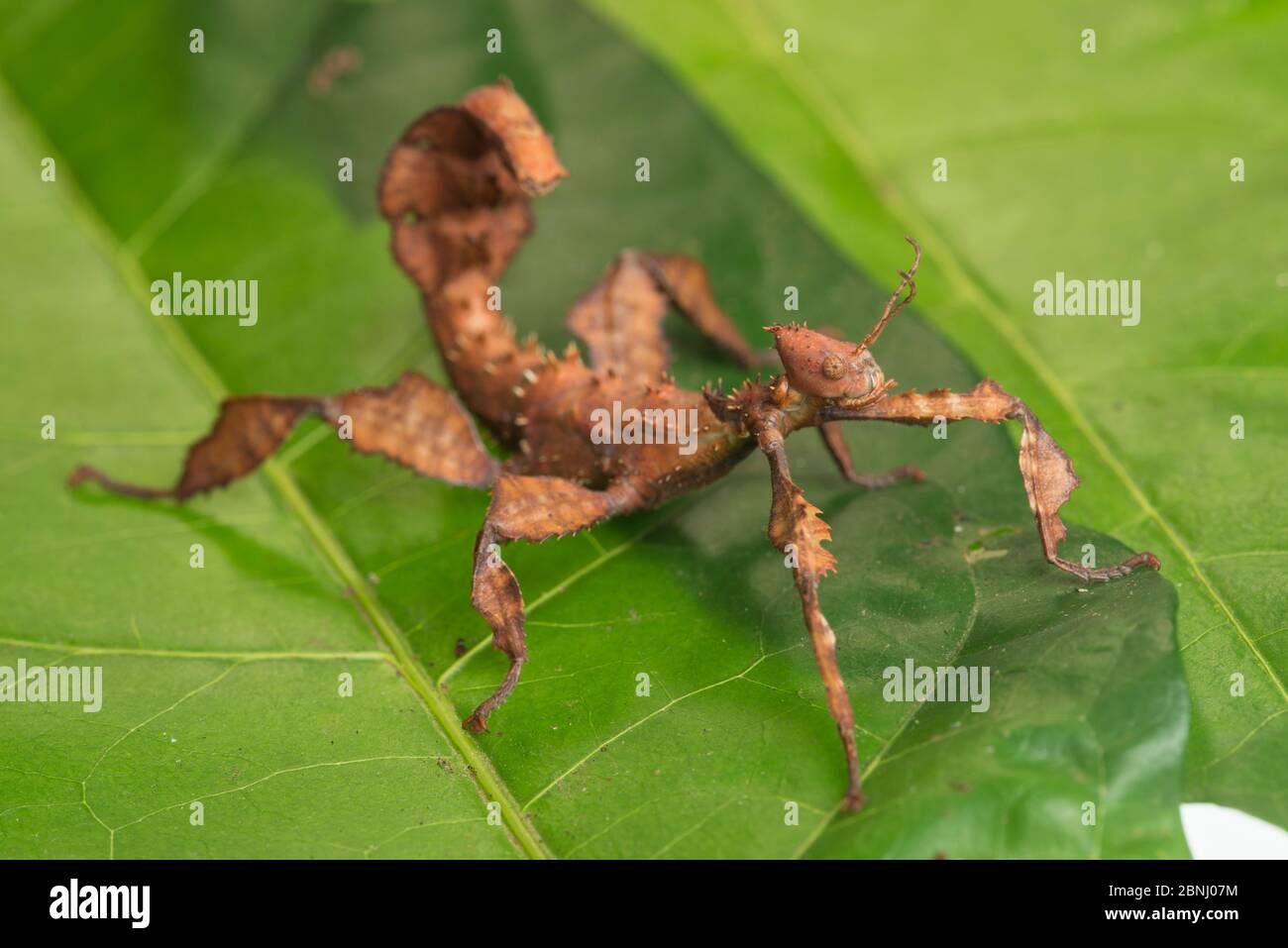 Extatosoma tiaratum hi-res stock photography and images - Alamy