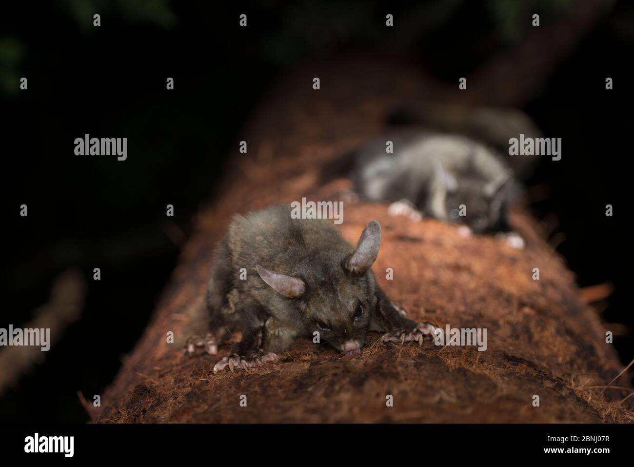 Yellow-bellied glider (Petaurus australis) tapping Red stringybark ...
