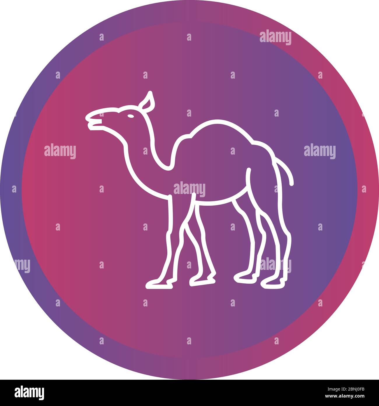 Beautiful Camel Line Vector Icon Stock Vector Image & Art - Alamy