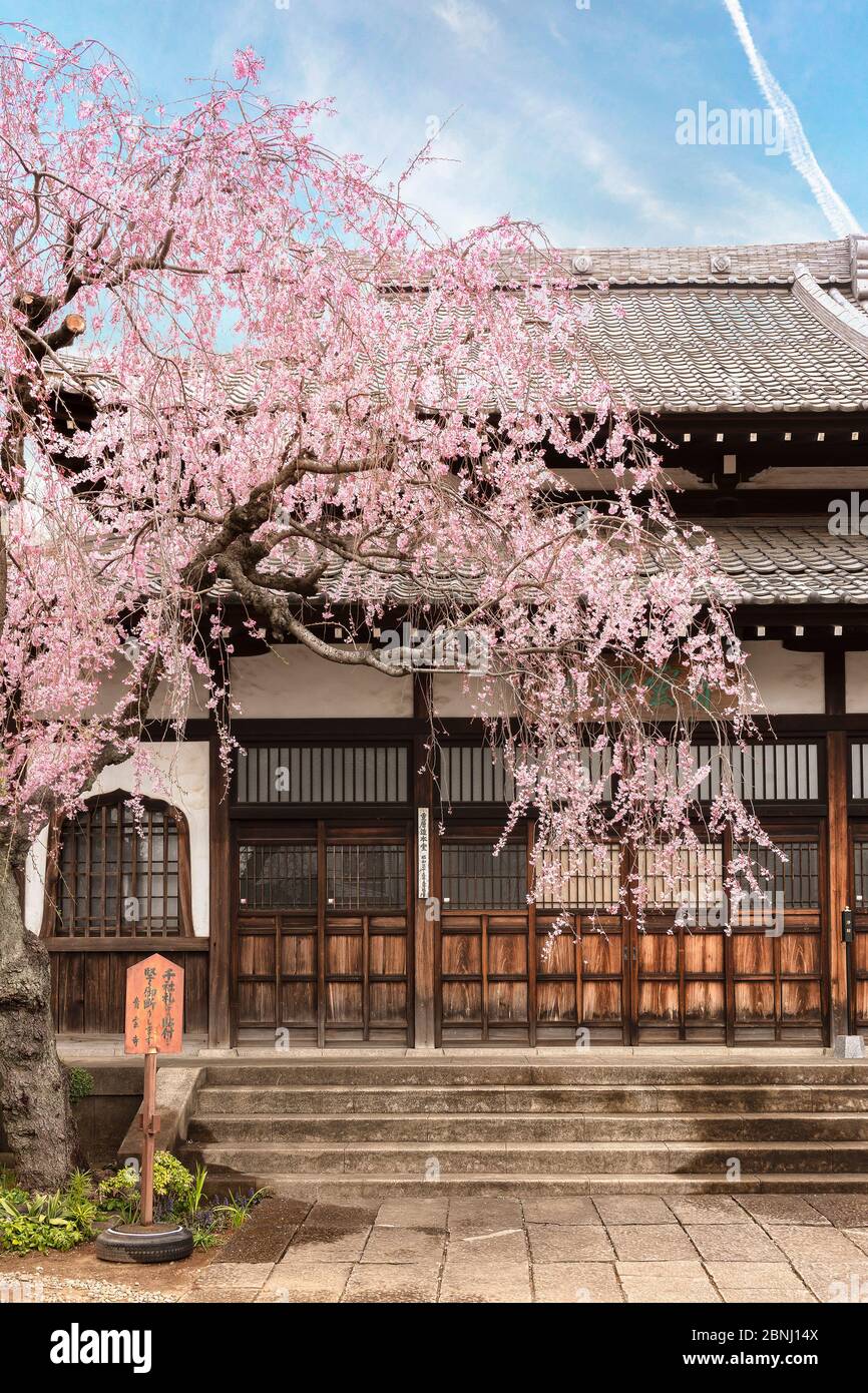 tokyo, japan - march 30 2020: Springtime view of Seiunzenji zen temple ...