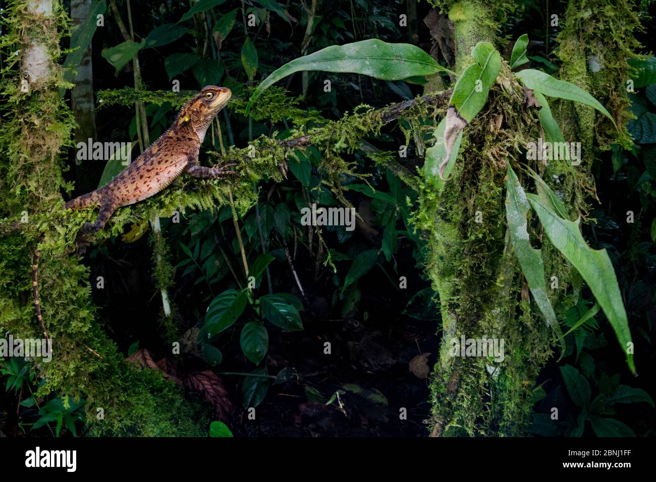 Horned dwarf iguana (Enyalioides praestabilis) on a branch. Sumaco ...
