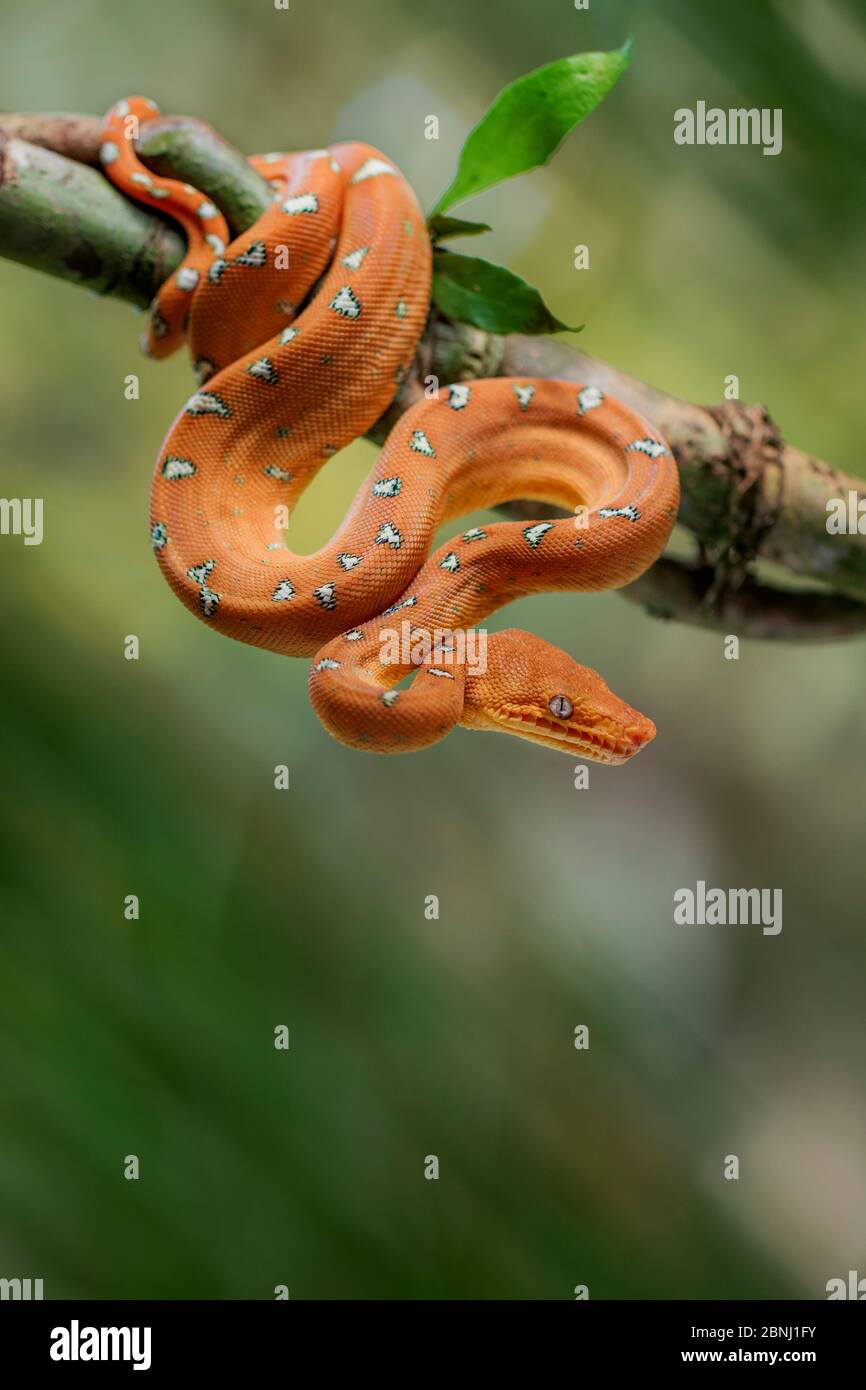 Emerald tree boa (Corallus batesii) juvenile hanging on a branch ...
