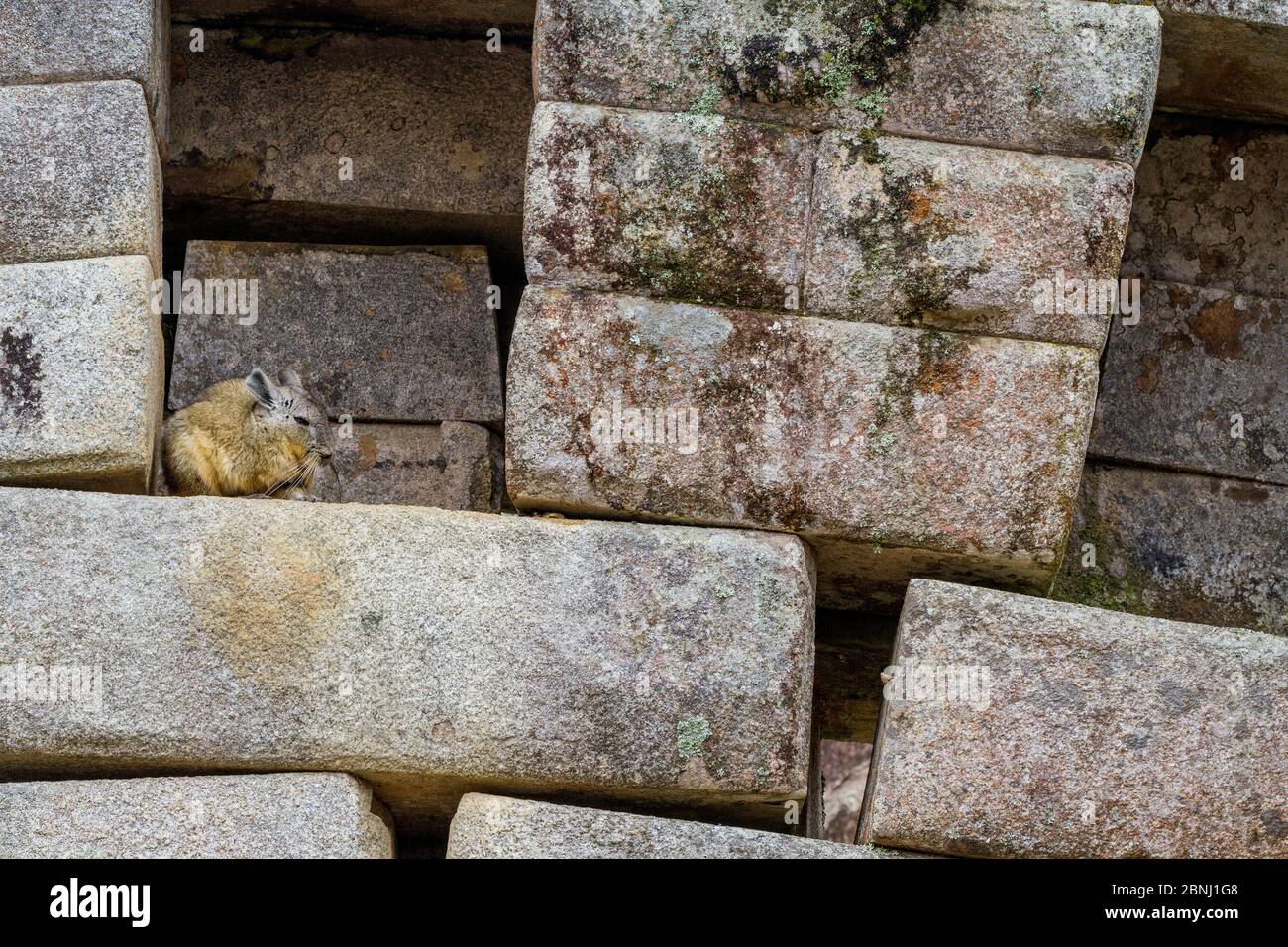 Northern viscacha (Lagidium peruanum) sitting on the walls of Machu ...