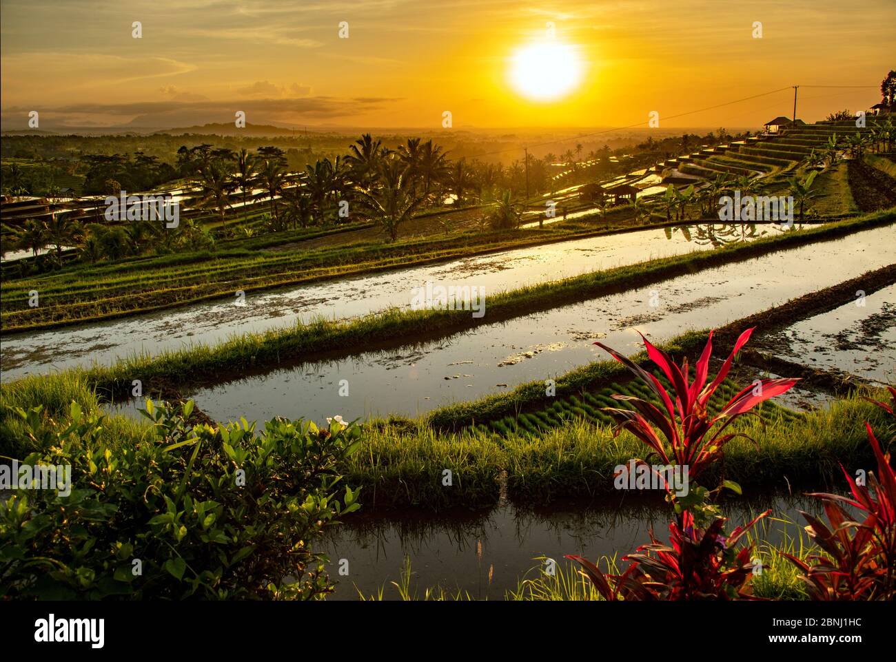 Golden rice terraces hi-res stock photography and images - Alamy