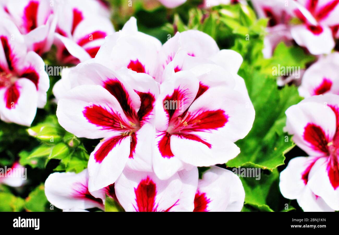 twin flowers blossom in the green Stock Photo - Alamy