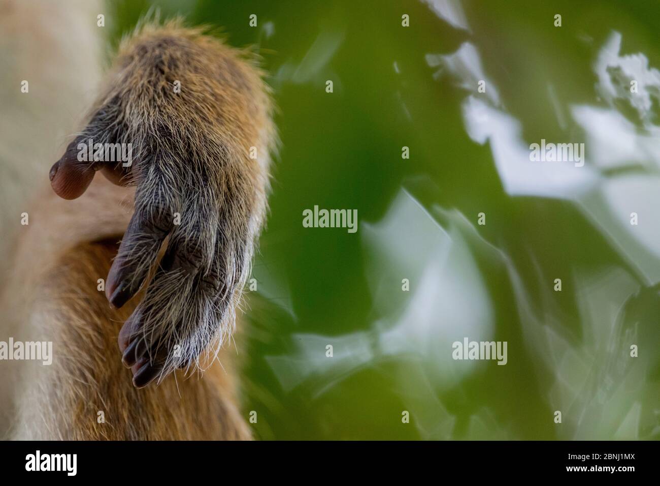 Monkey hand foot hi-res stock photography and images - Alamy