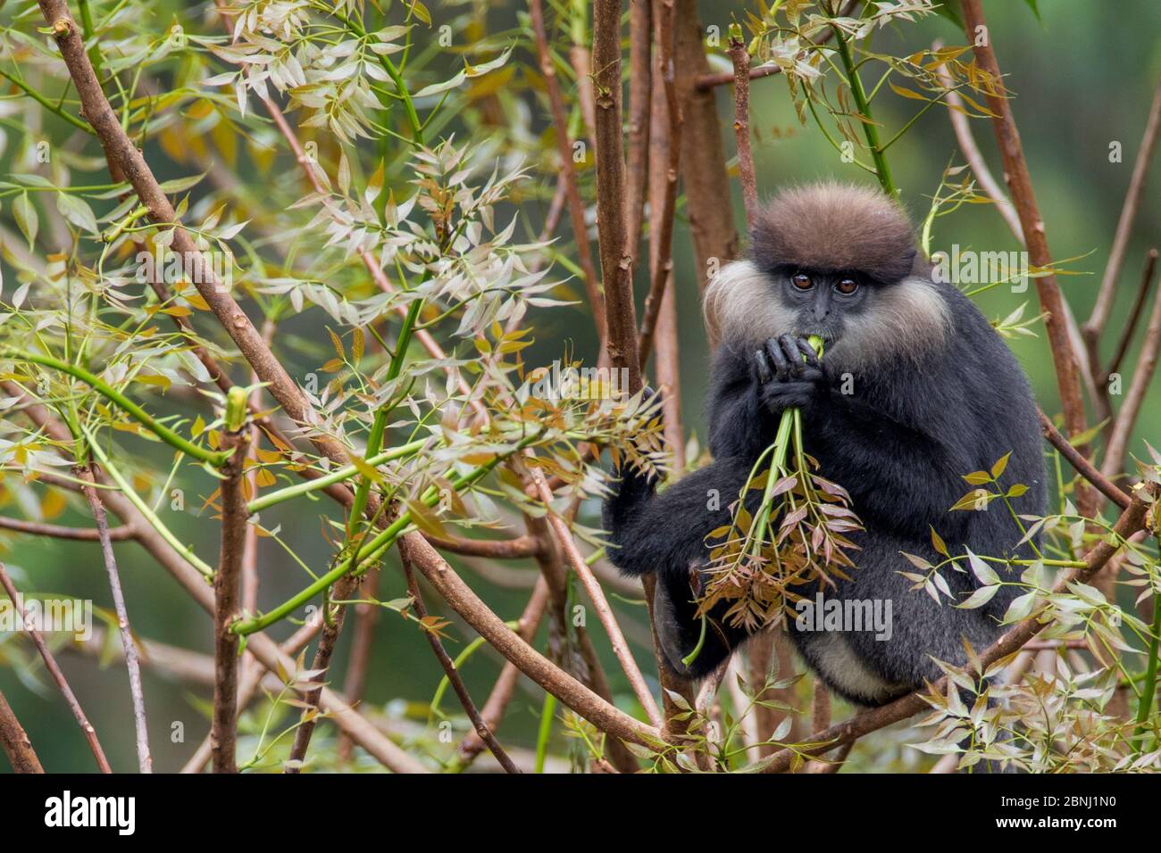 Purple-faced langur (Trachypithecus vetulus) eating on a branch ...