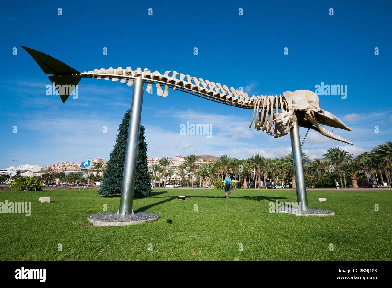Skeleton of a Sperm Whale (Physeter macrocephalus), one of several ...