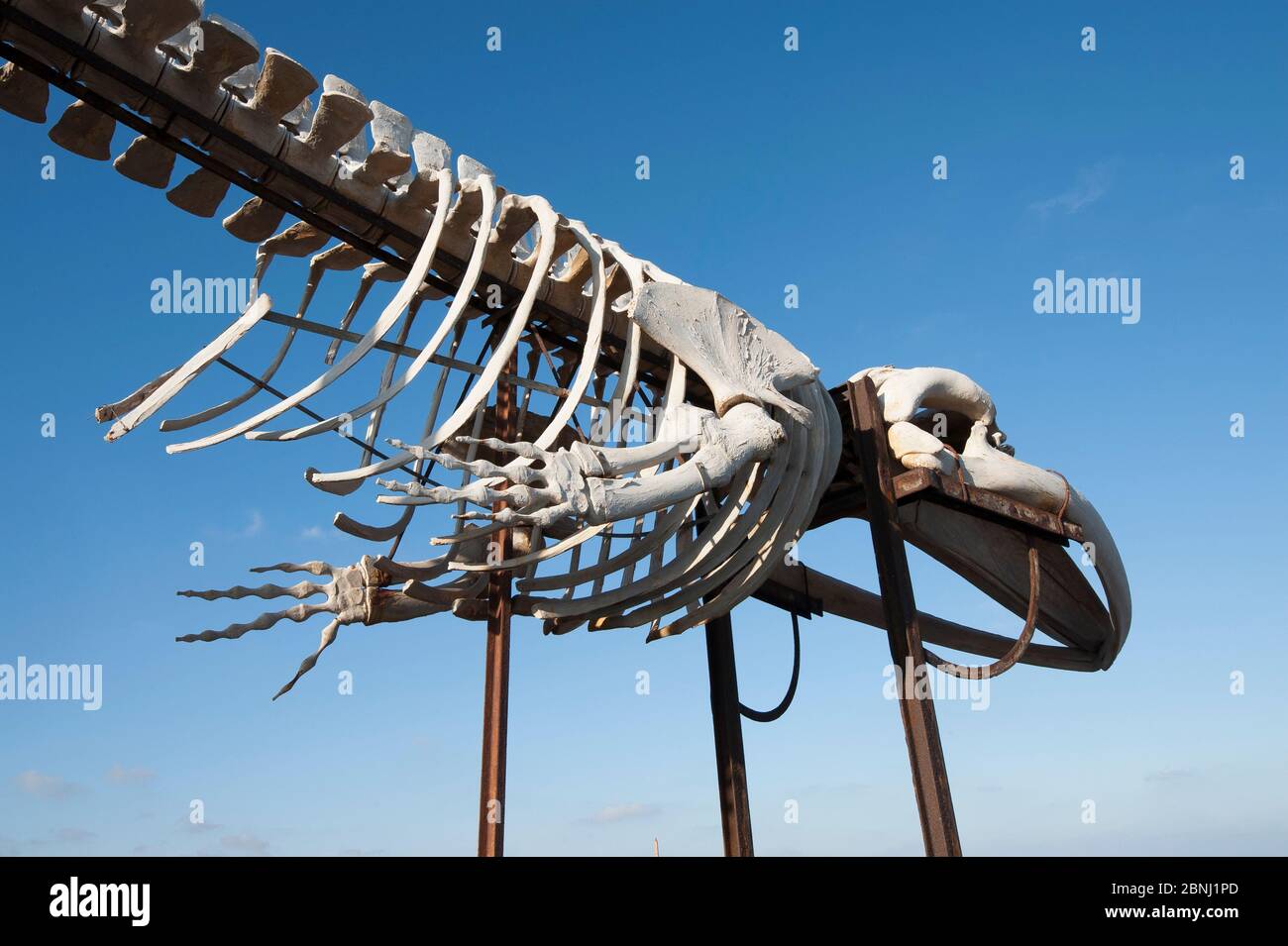 Fin Whale Skeleton