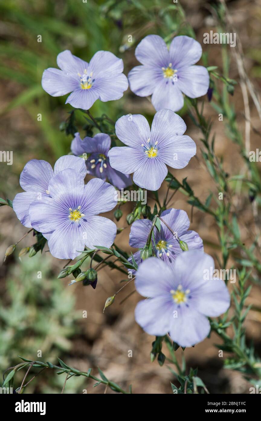 Wild flax hi-res stock photography and images - Alamy