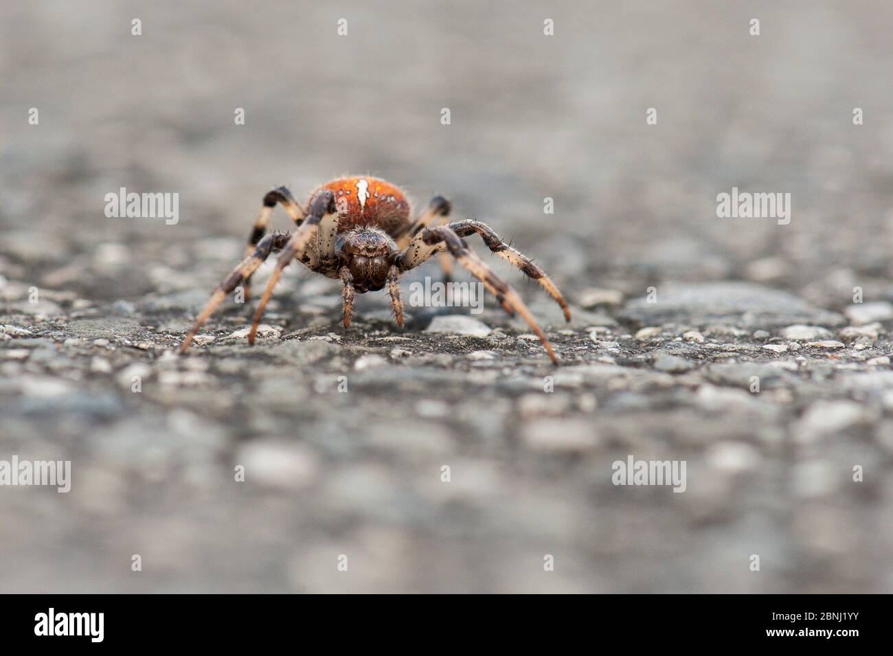 Four-spot orb-weaver spider (Araneus quadratus) crossing a tarmac road ...