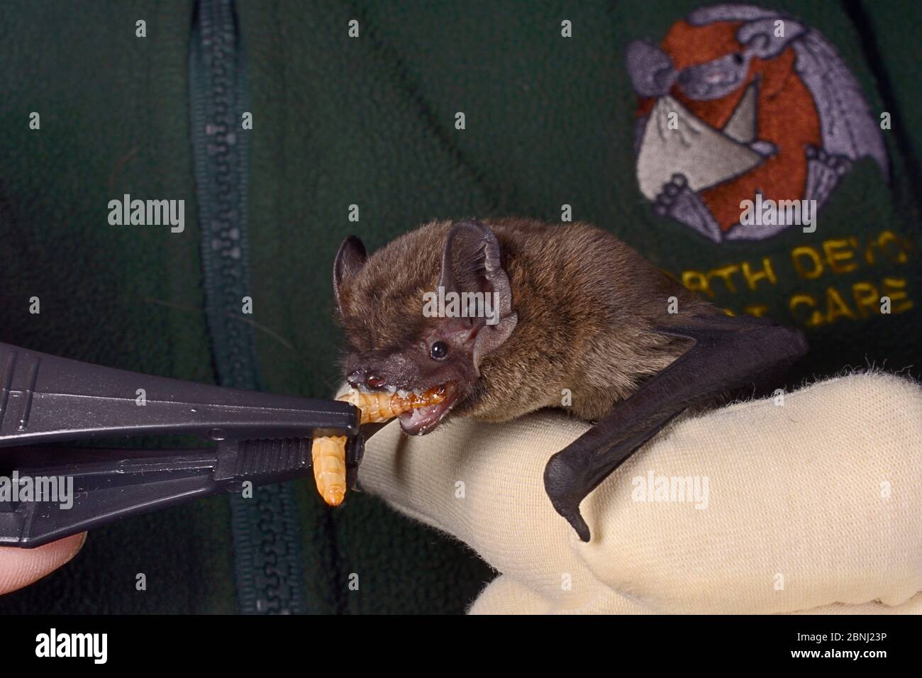 Leisler's / Lesser noctule bat (Nyctalus leisleri) being offered a ...