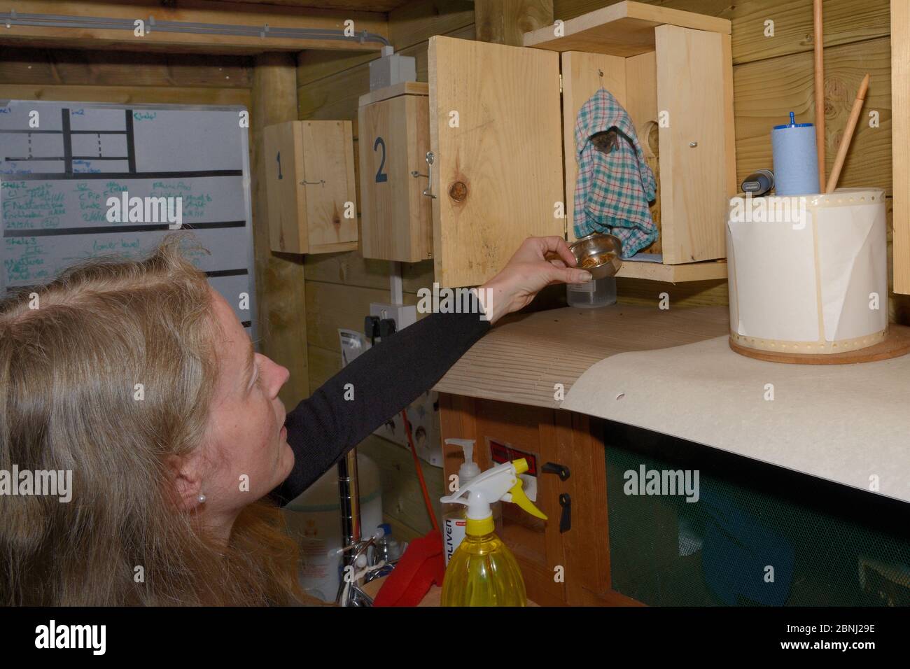Samantha Pickering providing a bowl of mealworms for a long-term ...