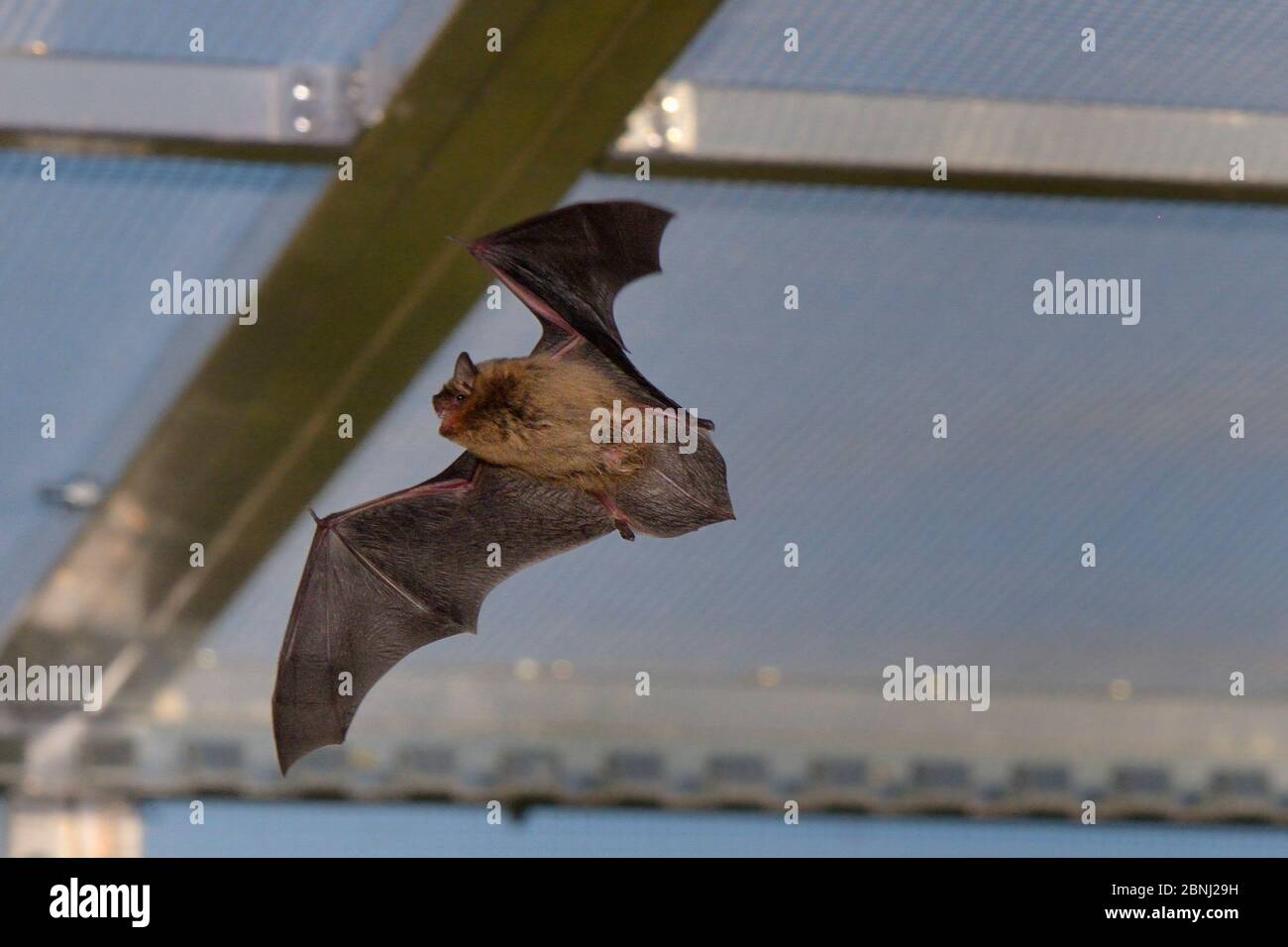 Pipistrelle bat uk insects hi-res stock photography and images - Alamy