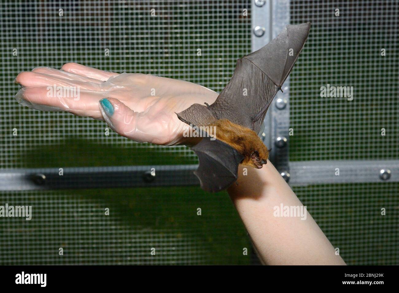 Bat flight uk hi-res stock photography and images - Alamy