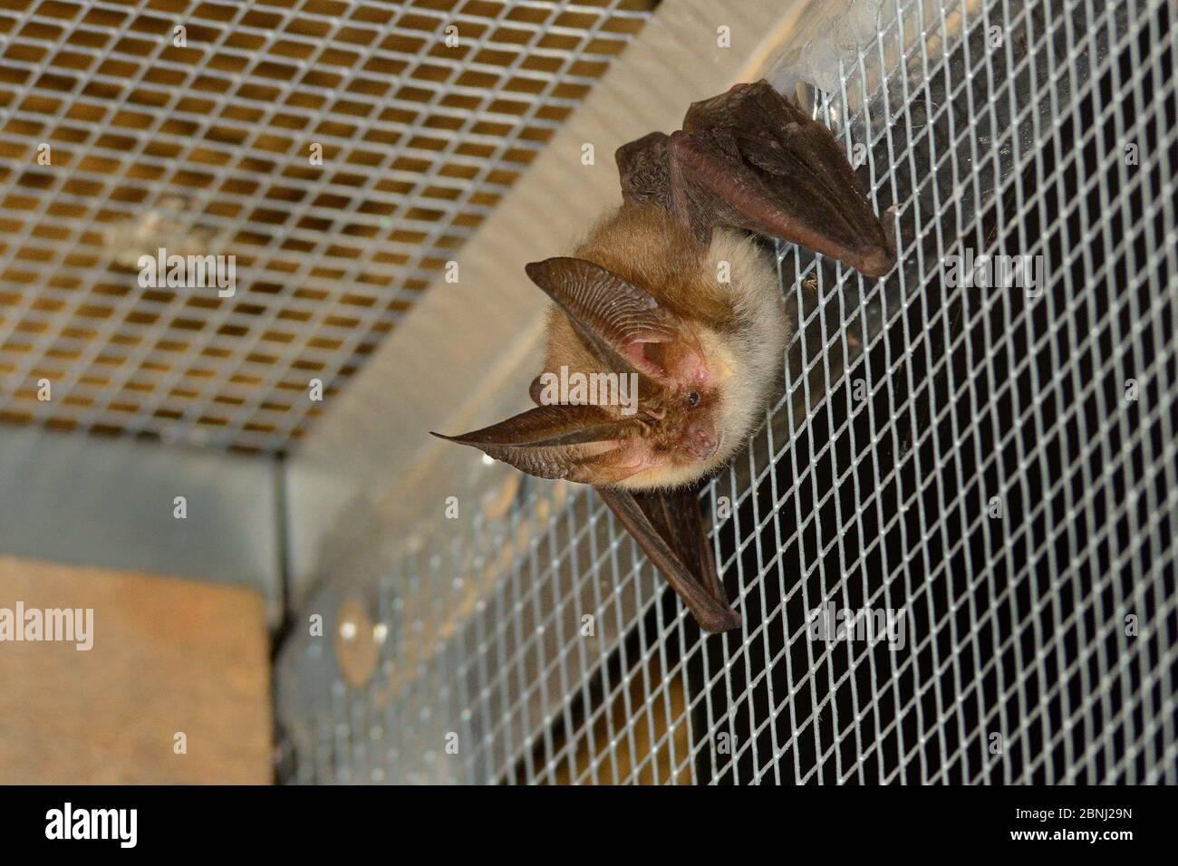 Long eared bats in flight hi-res stock photography and images - Alamy