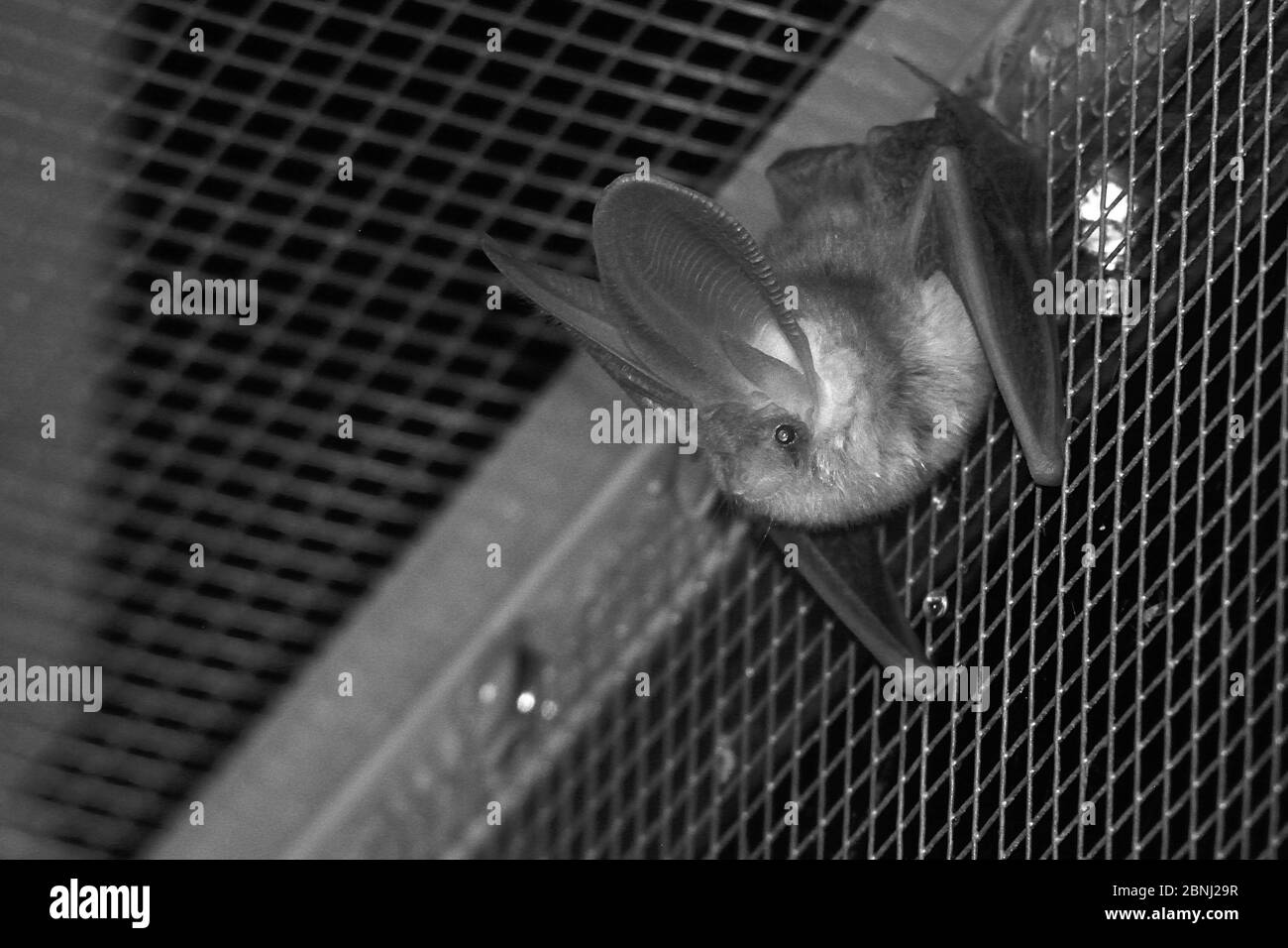 Long eared bats in flight hi-res stock photography and images - Alamy