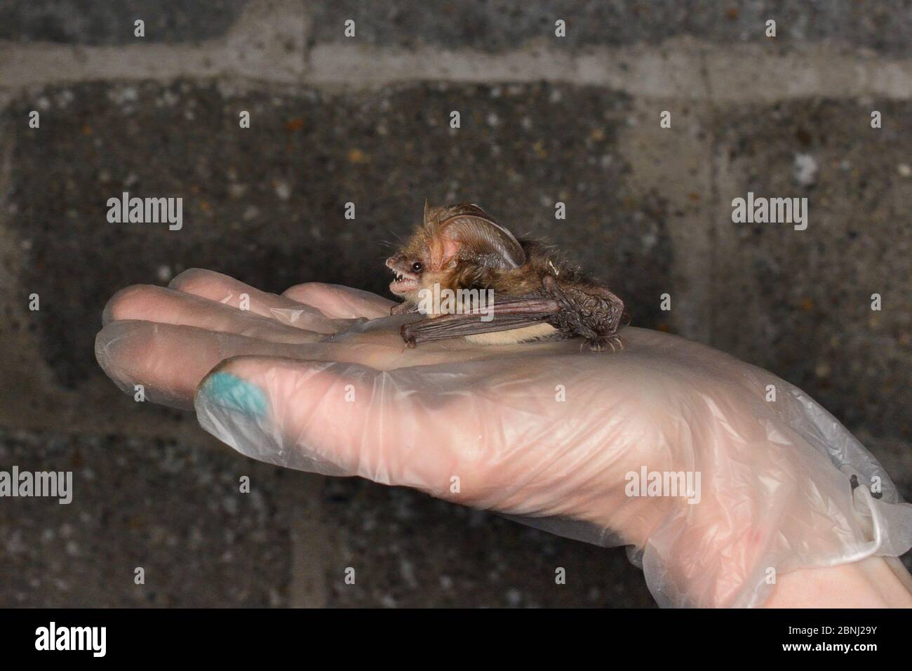 Long eared bats in flight hi-res stock photography and images - Alamy
