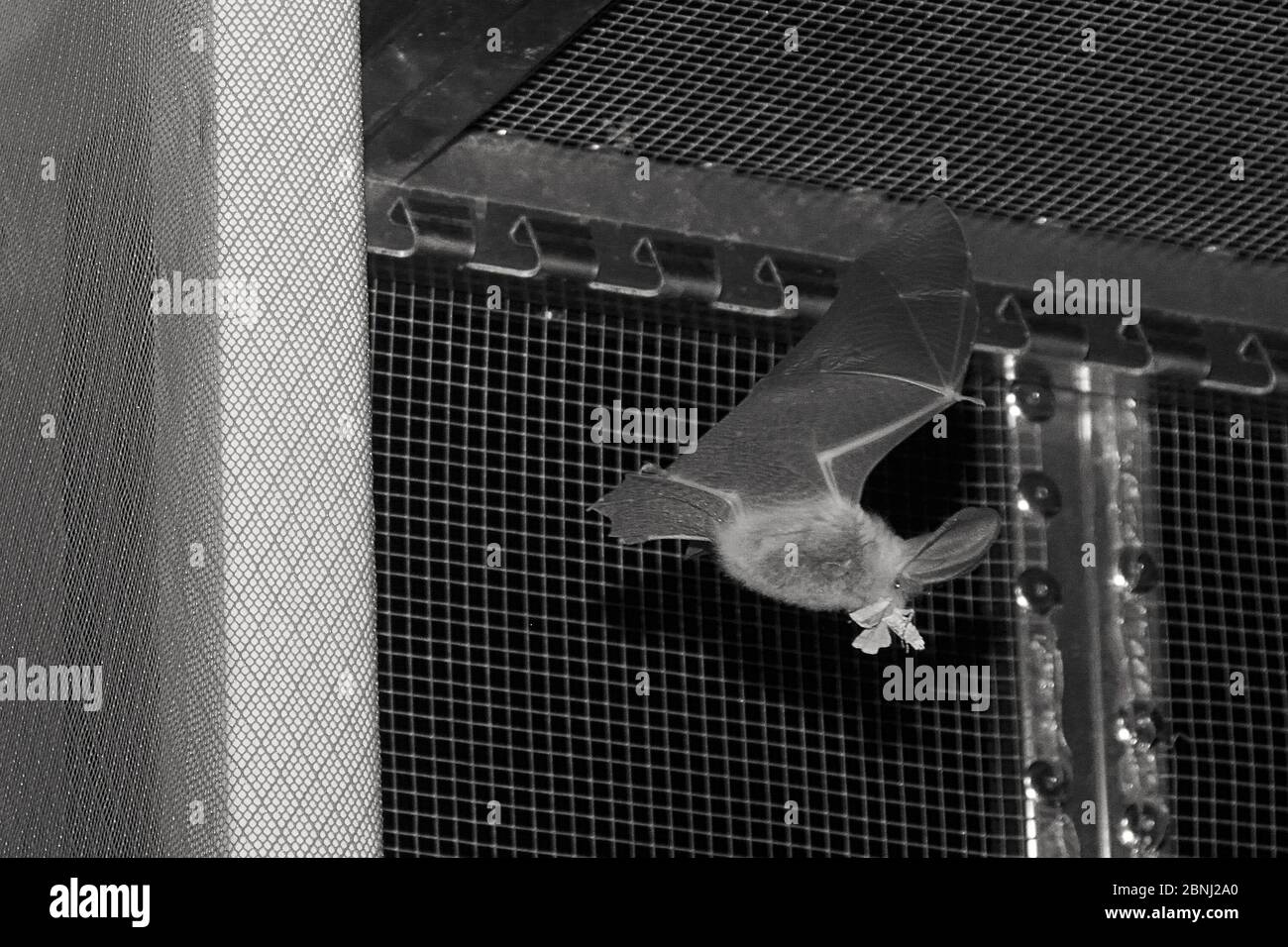 Bat eating insects hi-res stock photography and images - Alamy