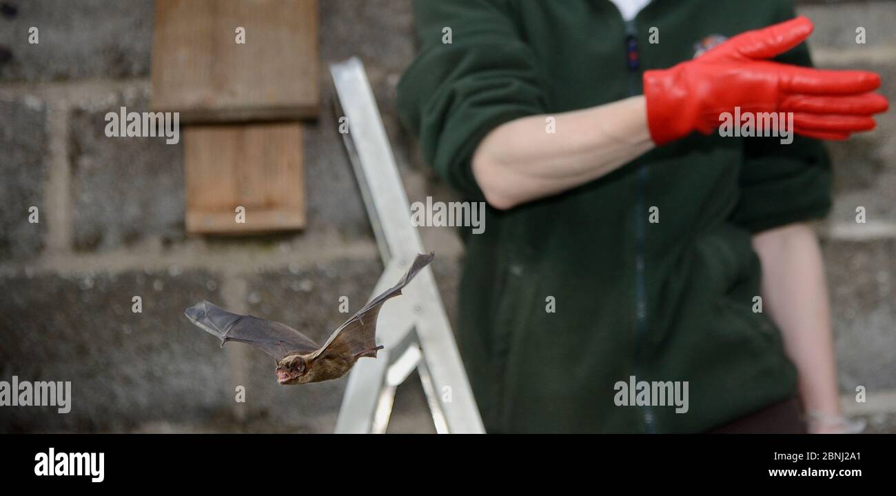 Rescued Leisler's bat / Lesser noctule (Nyctalus leisleri) having its ...