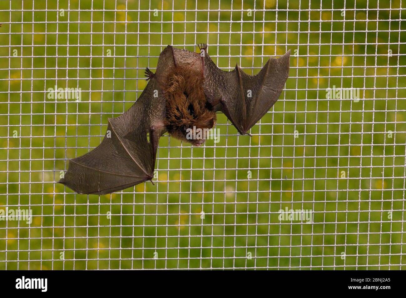 Whiskered bat (Myotis mystacinus) with a wing damaged by a cat resting ...