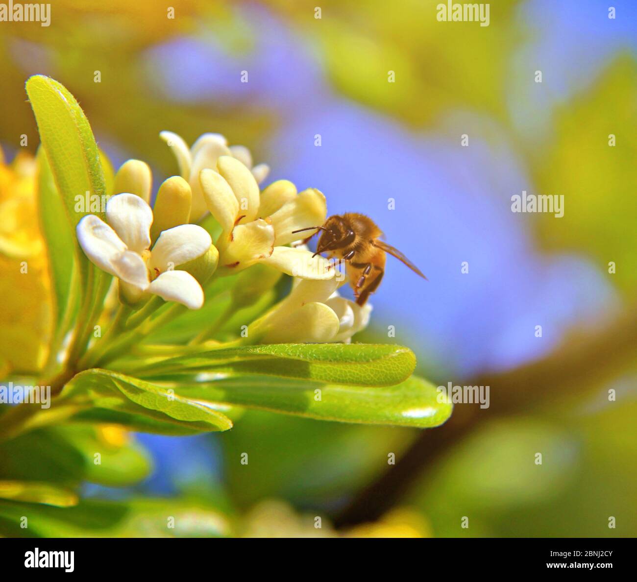 Time for bees to work Stock Photo - Alamy