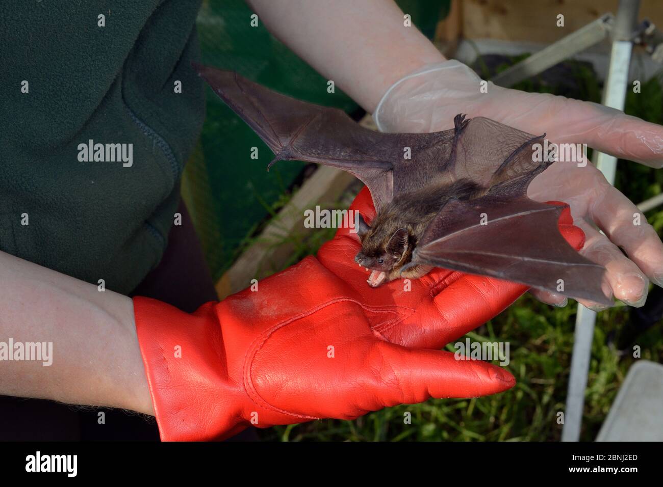 Serotine bat hand hi-res stock photography and images - Alamy