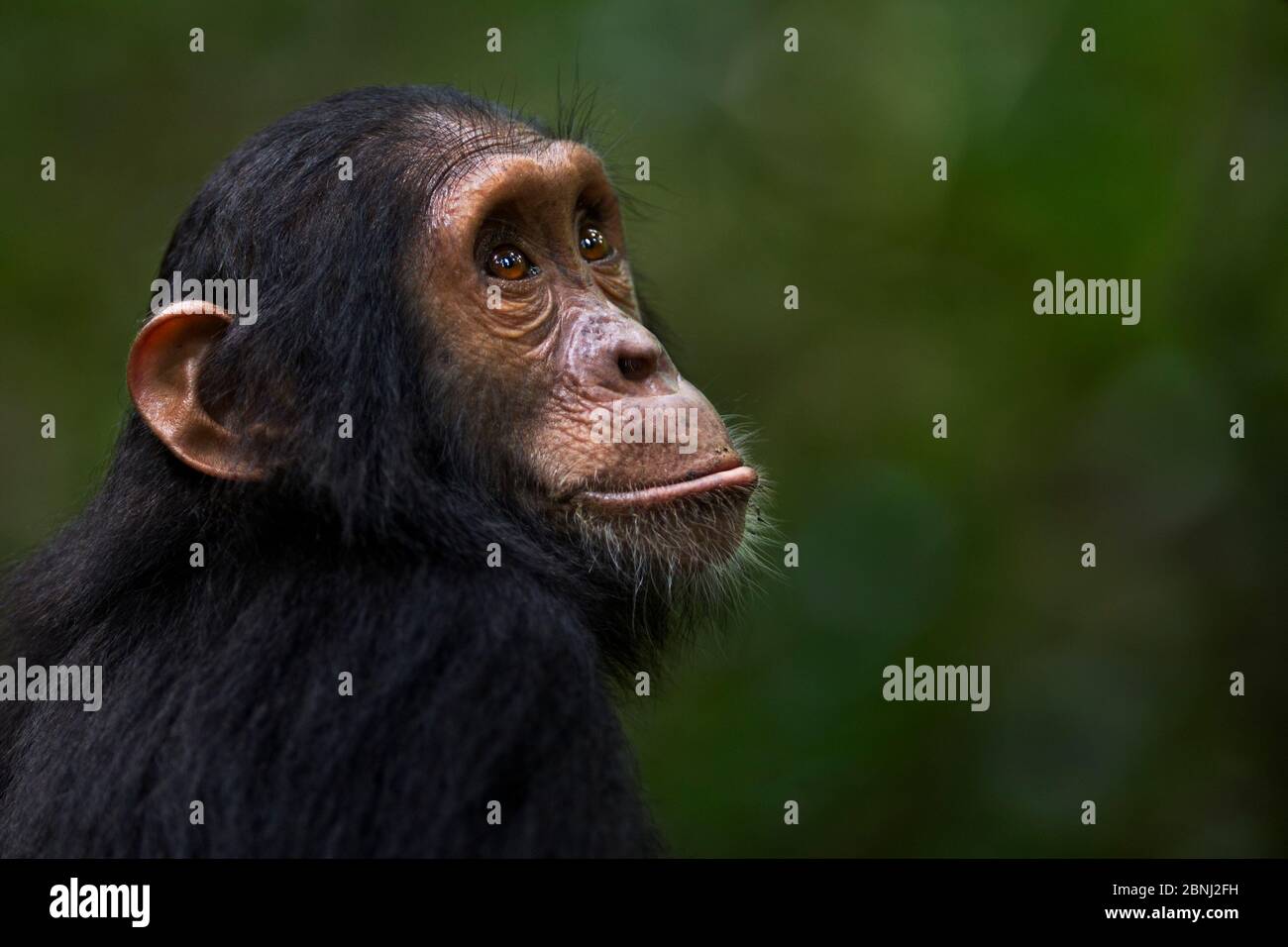 Zinder park hi-res stock photography and images - Alamy