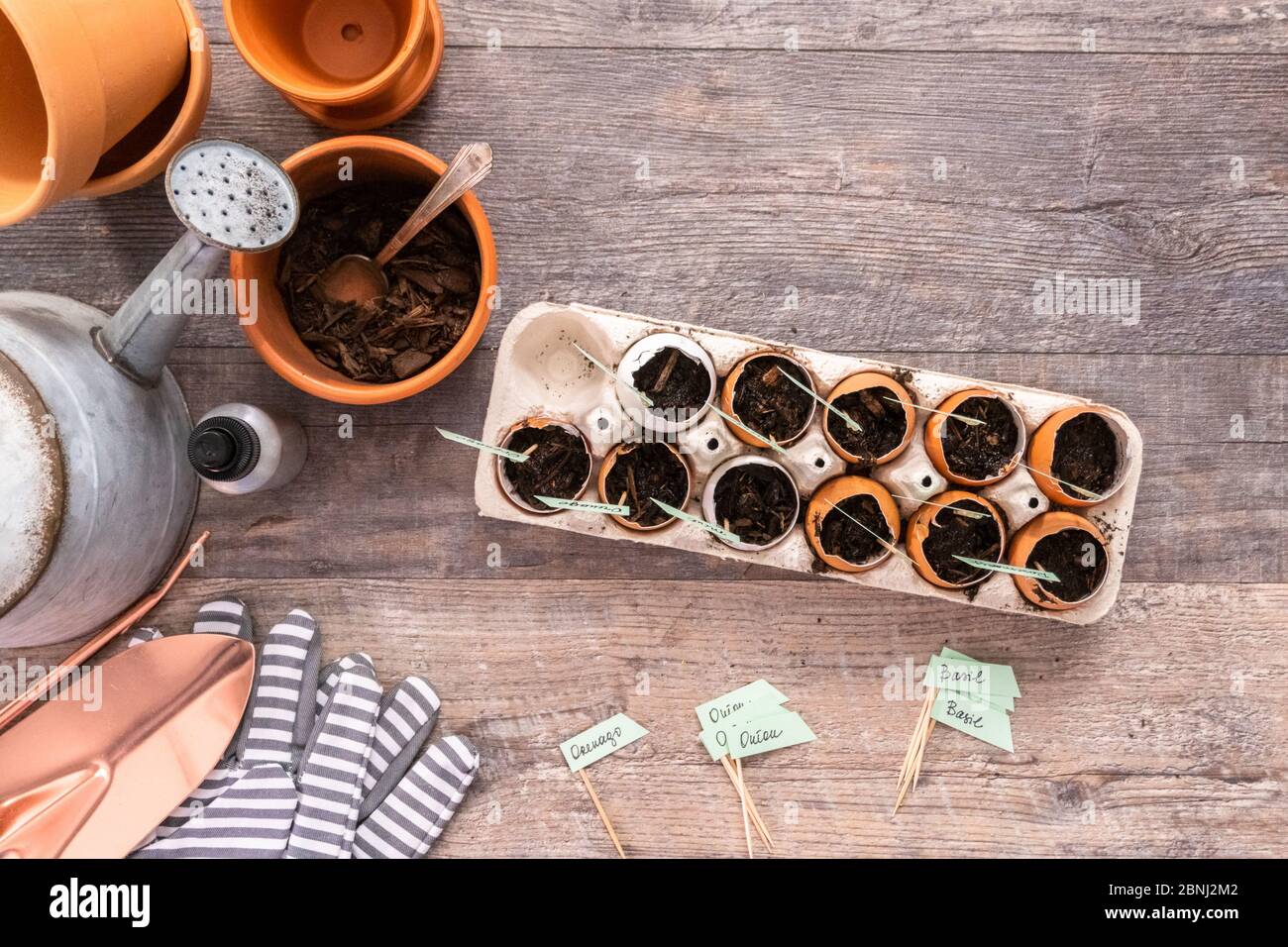 Flat lay. Plantings seeds in eggshells and labeling them with small ...